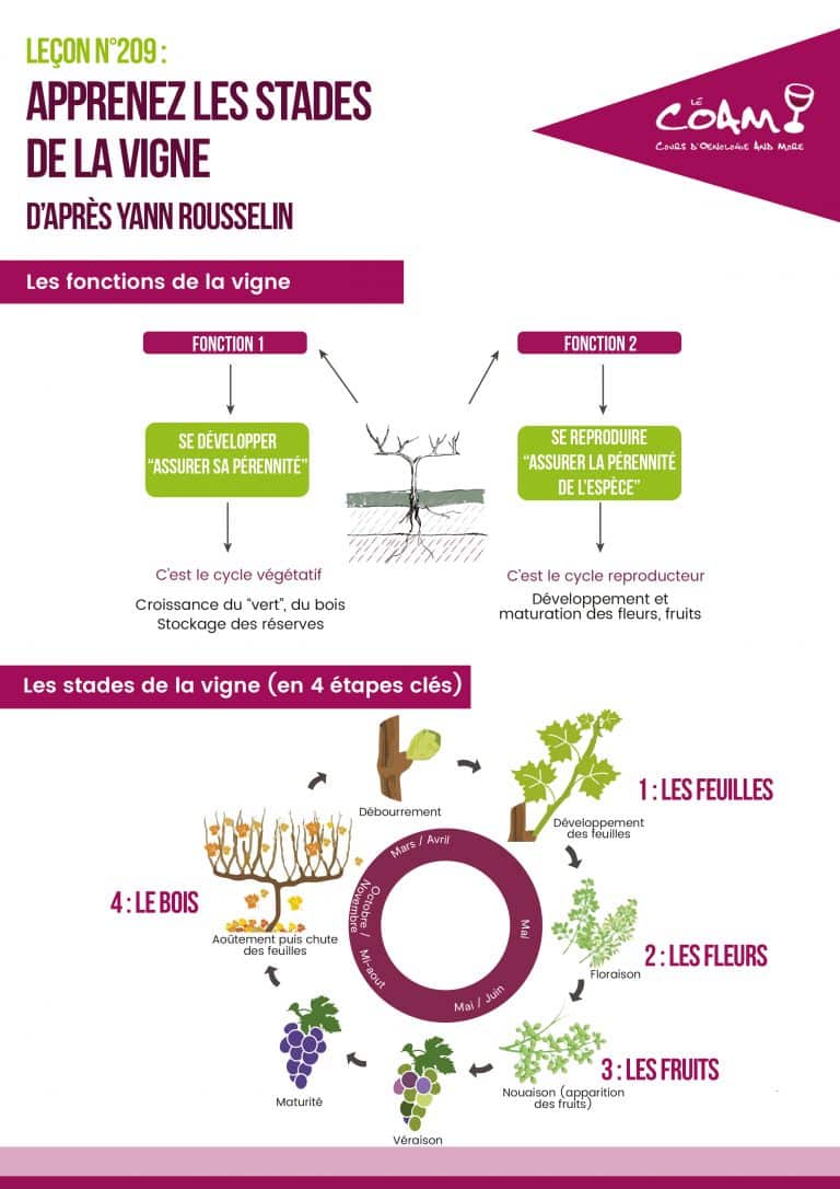 Nouvelle infographie : Apprenez facilement les stades de la vigne